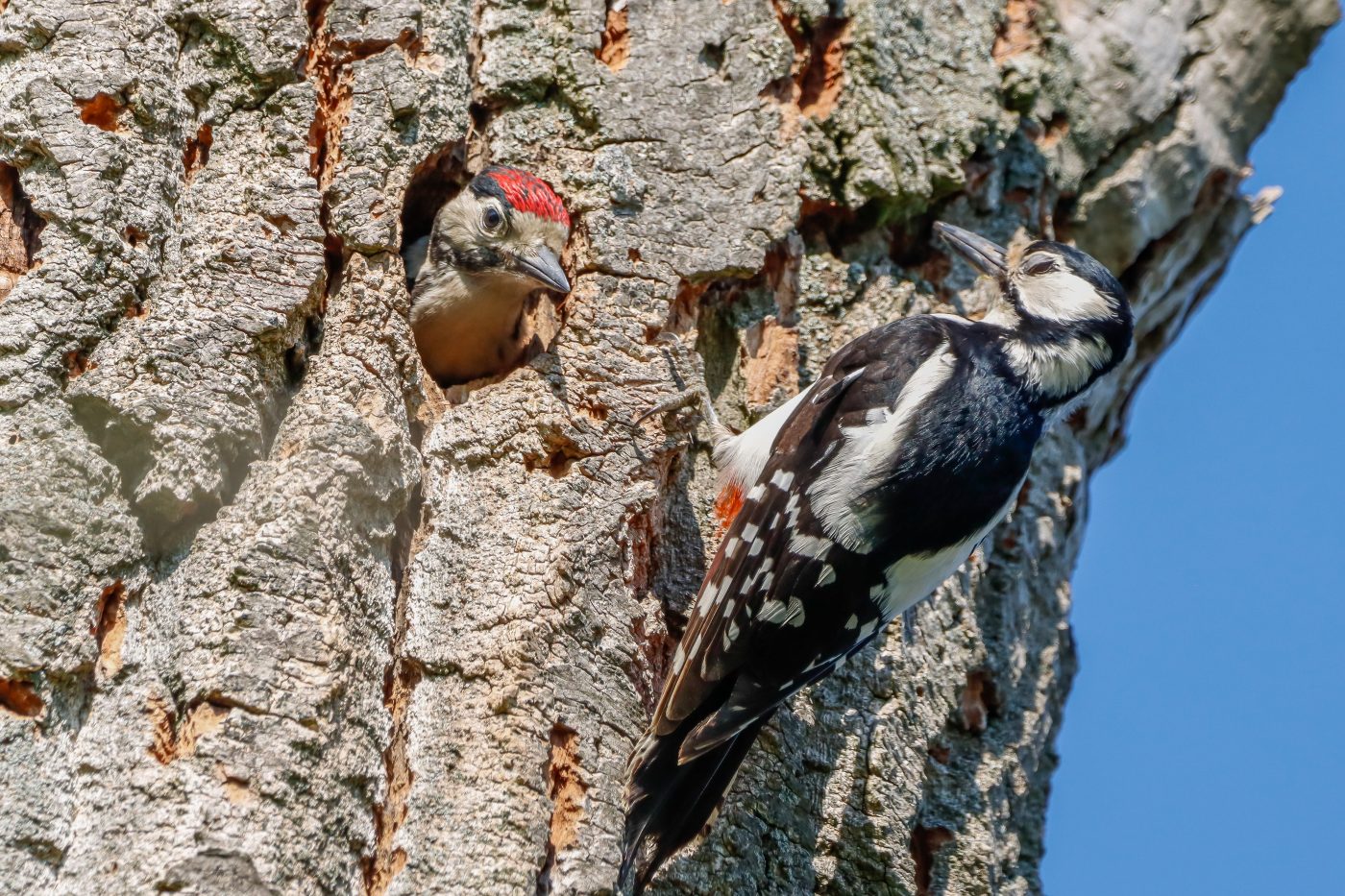 Grote Bonte Specht | Westpunt.Fotografie